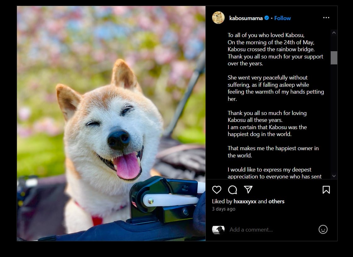 Kabuso, le chien qui a inspiré le Dogecoin, est mort